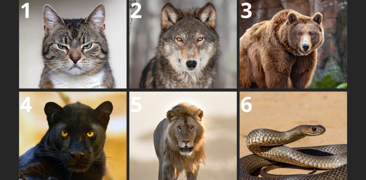 Discover Your Inner Beast: How Choosing an Animal Unveils Your Hidden ...