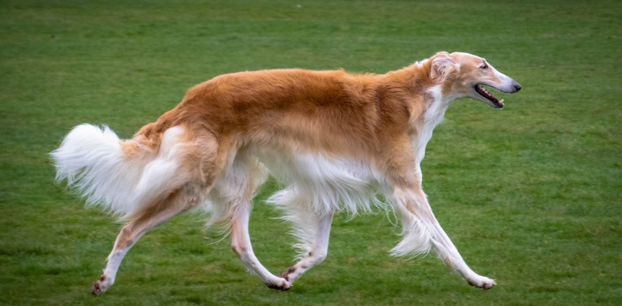 Discover the 7 Colossal Canines: Largest and Fattest Dog Breeds in the ...