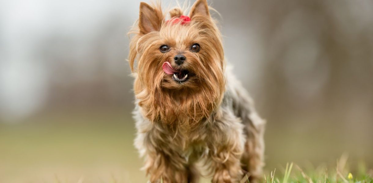 Yorkshire Terrier: The Ultimate Guide to the Adorable, Spirited, and Loyal Breed - Policital ...