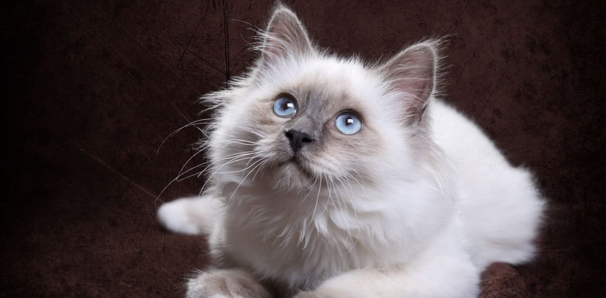 The Enchanting Breed of Sacred Burmese Cat: Exploring its Origin ...