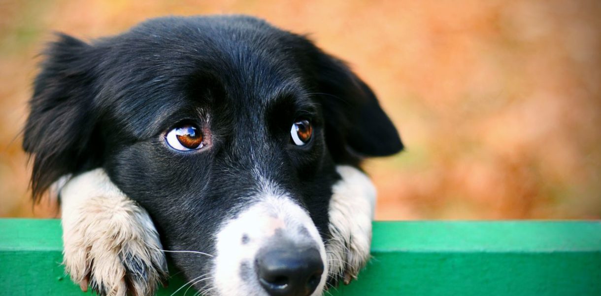 Is Your Dog Suffering from Boredom? The 5 Telltale Signs and Strategies ...
