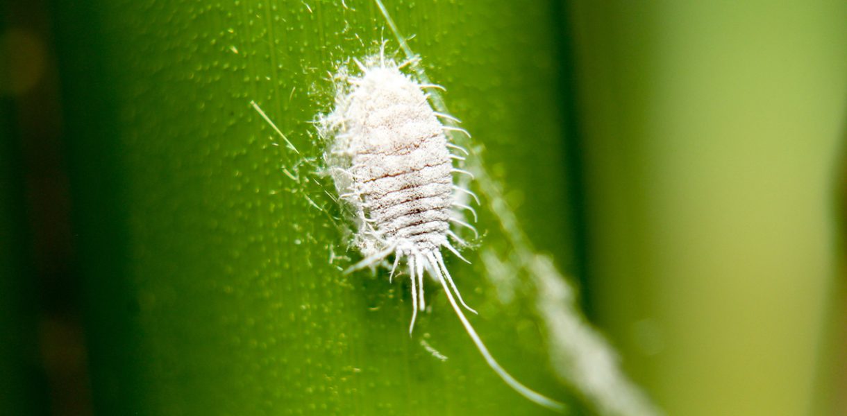 Scale Insects Be Gone: The Ultimate Natural Guide to Protecting Your ...