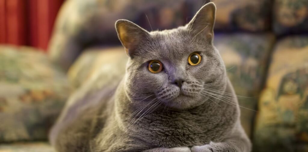 The Chartreux Cat Breed: A Gentle Soul with a Hardy Constitution ...