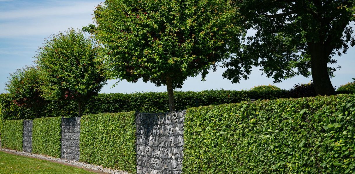 Discover the Perfect Plant Hedges for Your Garden: A Comprehensive ...