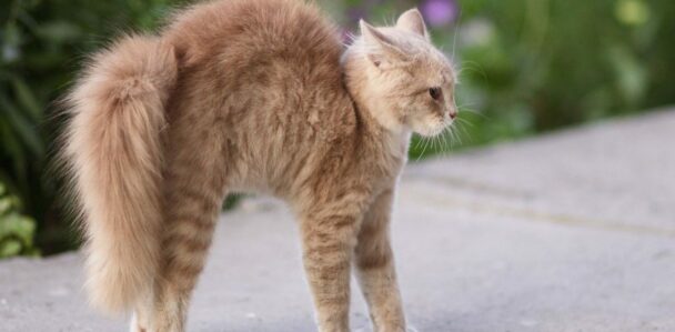 Unraveling the Mystery: Decoding the Feline Tail Wag and Its Intricate ...
