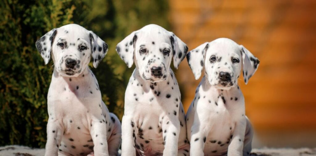 Discovering Dalmatians: A Comprehensive Guide to the Spotted Dog Breed ...